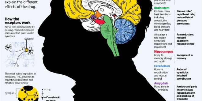 How Marijuana Affects the Brain