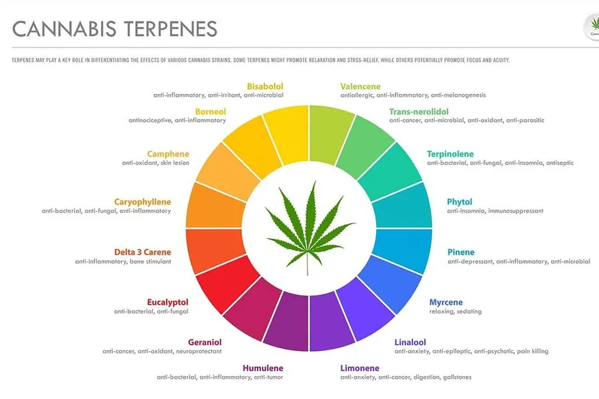 Cannabis Terpenes Guide